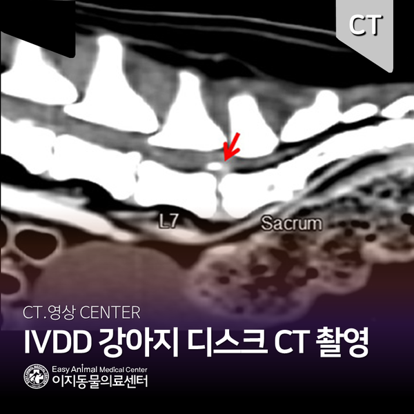 IVDD 강아지 디스크 CT 촬영 - 이지동물의료센터 (부천동물병원 역곡 소사 원미 심곡 중동 24시 동물병원 종양 수술 재활 ...