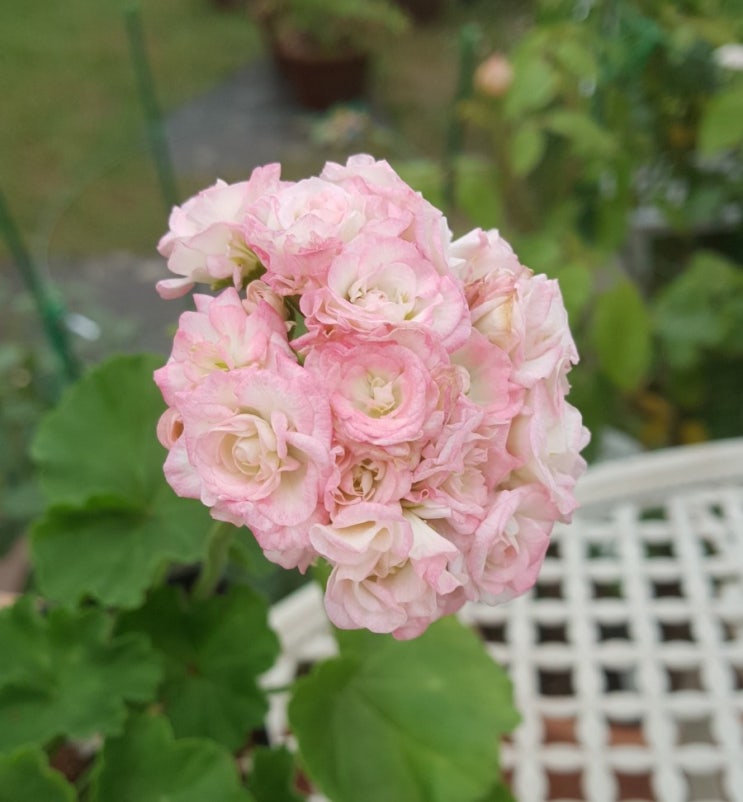 Lisa Manon 리사 마농 : 네이버 블로그