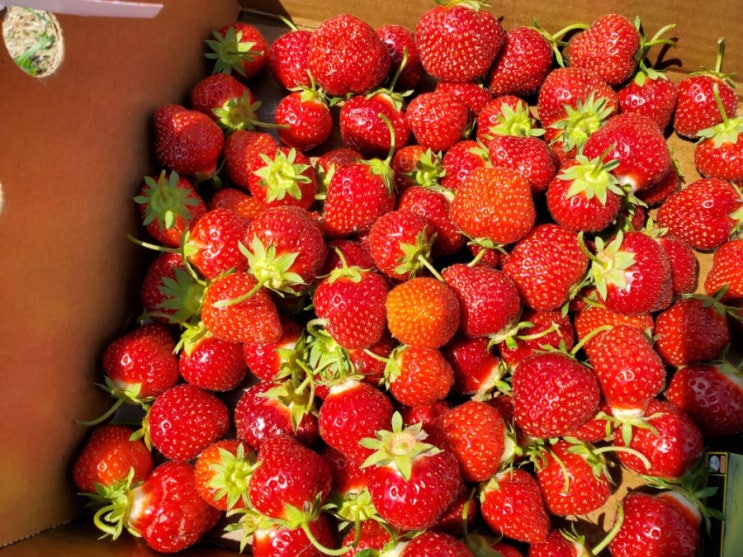 [체험] 파인 트리 오차드 딸기 따기 체험 Strawberry Picking @ Pine Tree Orchard ...