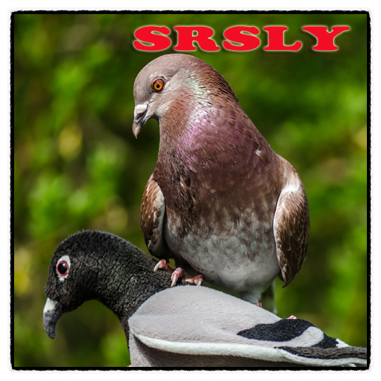 SRSLY : 네이버 블로그