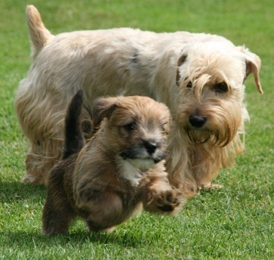 루카스 테리어(Lucas Terrier) : 네이버 블로그