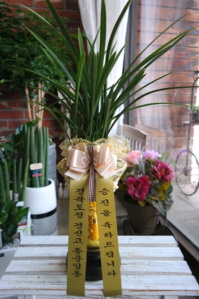 대구 동양난 축하선물생신선물개업선물개원선물병원개업선물대구승진화분대구영전화분대구취임식화분대구꽃집대구동양란승진