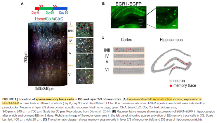 [기사] 엔그램 (Engram) - memory trace in brain (?) : 네이버 블로그