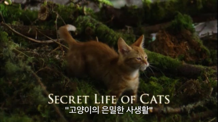 고양이의 은밀한 사생활(Secret Life of Cats) / 힐링타임 : 네이버 블로그