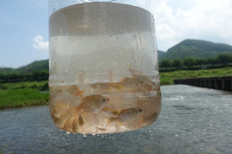 무주 계곡 남대천 갈만한곳 나만 아는 포인트 주차 편하고 물맑은곳 네이버 블로그