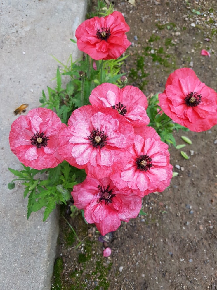 7월 : 네이버 블로그