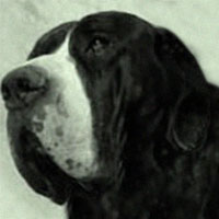 올드 이스트리안 보어하운드(Old Istrian Boarhound) : 네이버 블로그