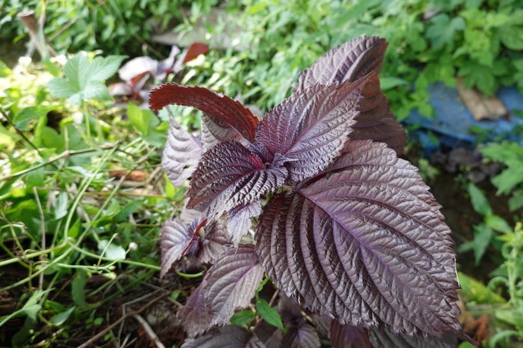 자소엽 紫蘇葉 Perillae Folium : 네이버 블로그