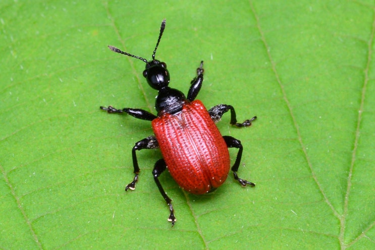 거위벌레 ♀♂ : 네이버 블로그