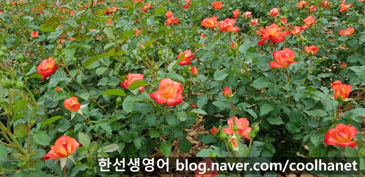 방이동 오금동 학원가 송파잠실 강동 중고등영어학원 내신·수능 위한 2018학년도 무관한 문장 문제 해설 네이버 블로그