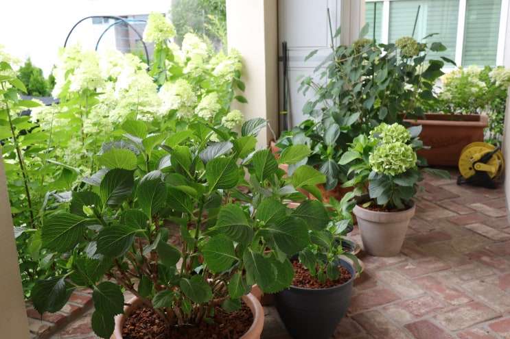 수국 가지치기 2019 : 네이버 블로그