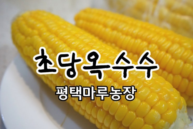 반딧불이 초당옥수수 먹는법 당도최고 박건화 평택 마루농장 : 네이버 블로그