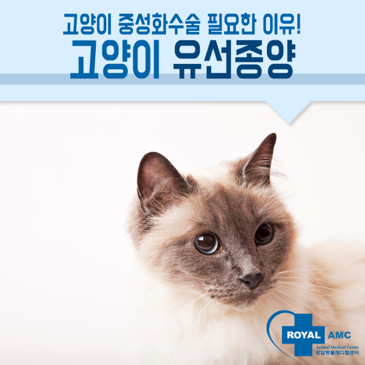 로얄24시 고양이 유선종양 고양이 유방암 고양이 중성화수술 필요한 이유 네이버 블로그