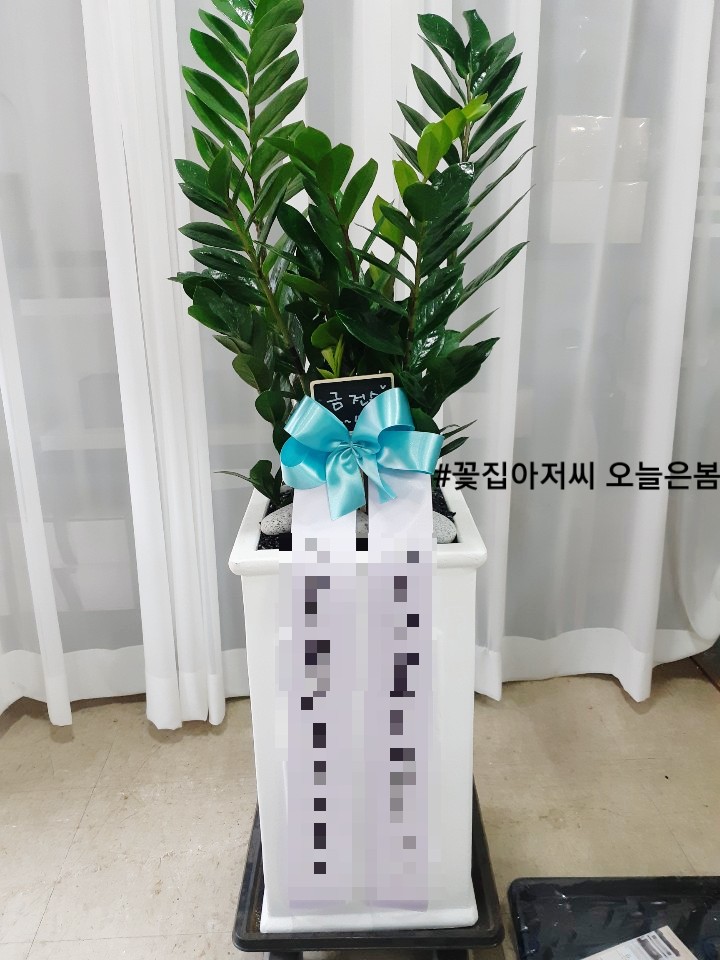 구미꽃배달 봉곡동꽃집 당일전국꽃배달 오늘은봄 금전수 개업화분 개원화분 병원오픈선물 네이버 블로그