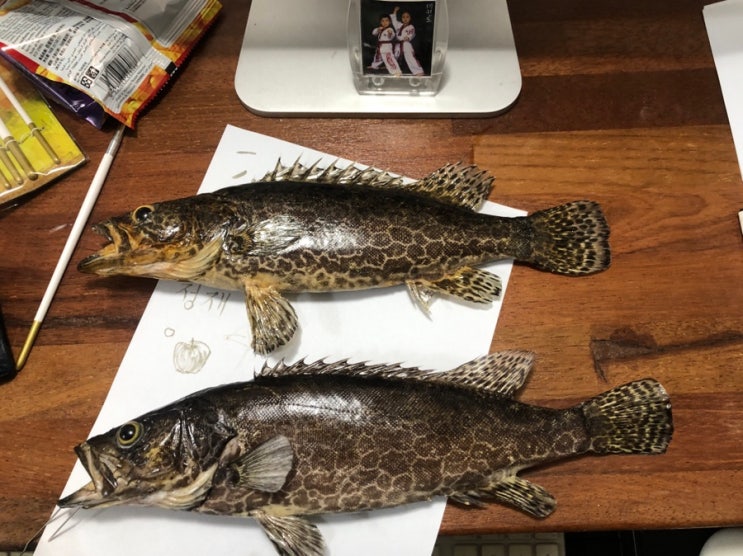 Critique of Siniperca 민물농어(쏘가리) 박제 크릭틱 : 네이버 블로그