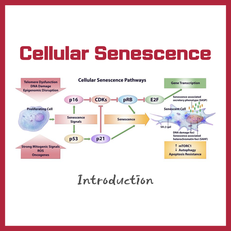 Cellular Senescence : 네이버 블로그