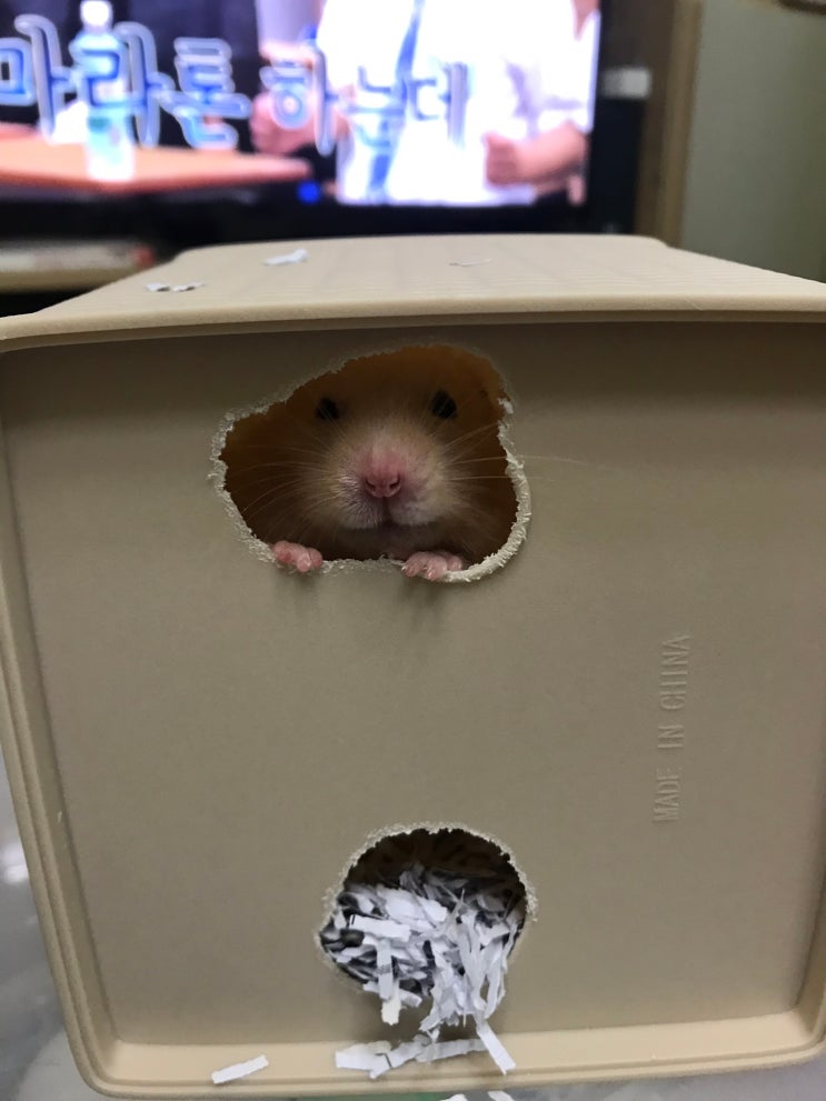 sabbat x12 pro Vs. QCY T1 : 네이버 블로그