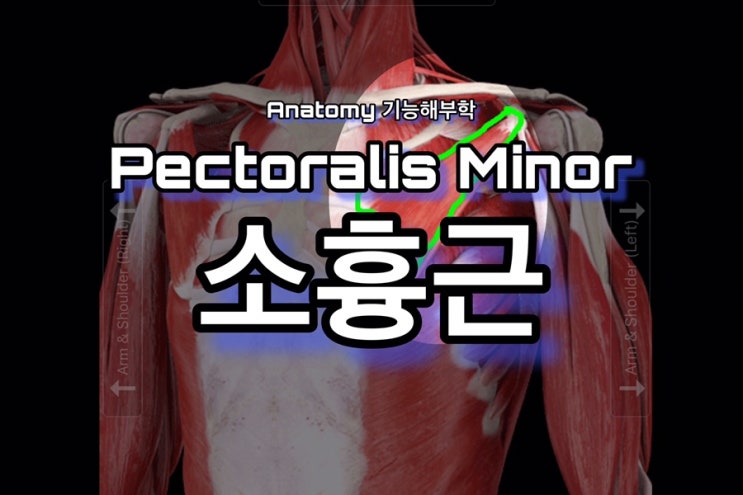 Pectoralis Minor 소흉근ㅣAnatomy기능해부학 : 네이버 블로그