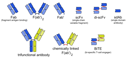 Bispecific monoclonal antibody(이중 특이성 항체)란? : 네이버 블로그