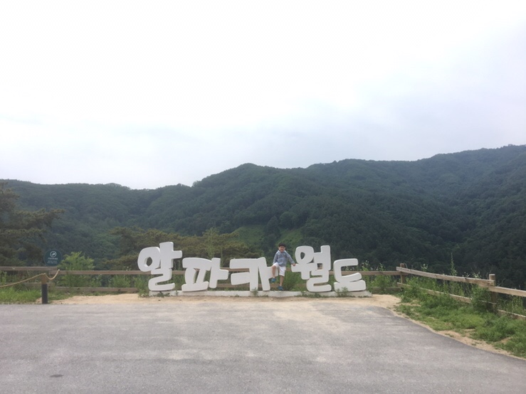 홍천 알파카월드 아이와함께가볼만한곳 홍천여행으로 힐링을~ 네이버 블로그