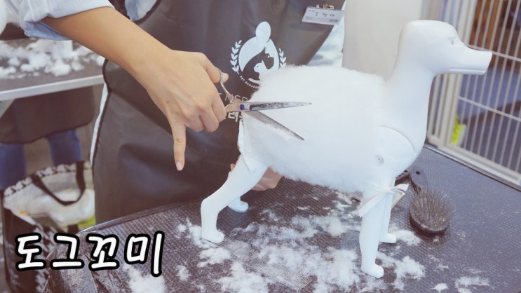 애견미용취업 자격증취득후 자리잡았어요 네이버 블로그