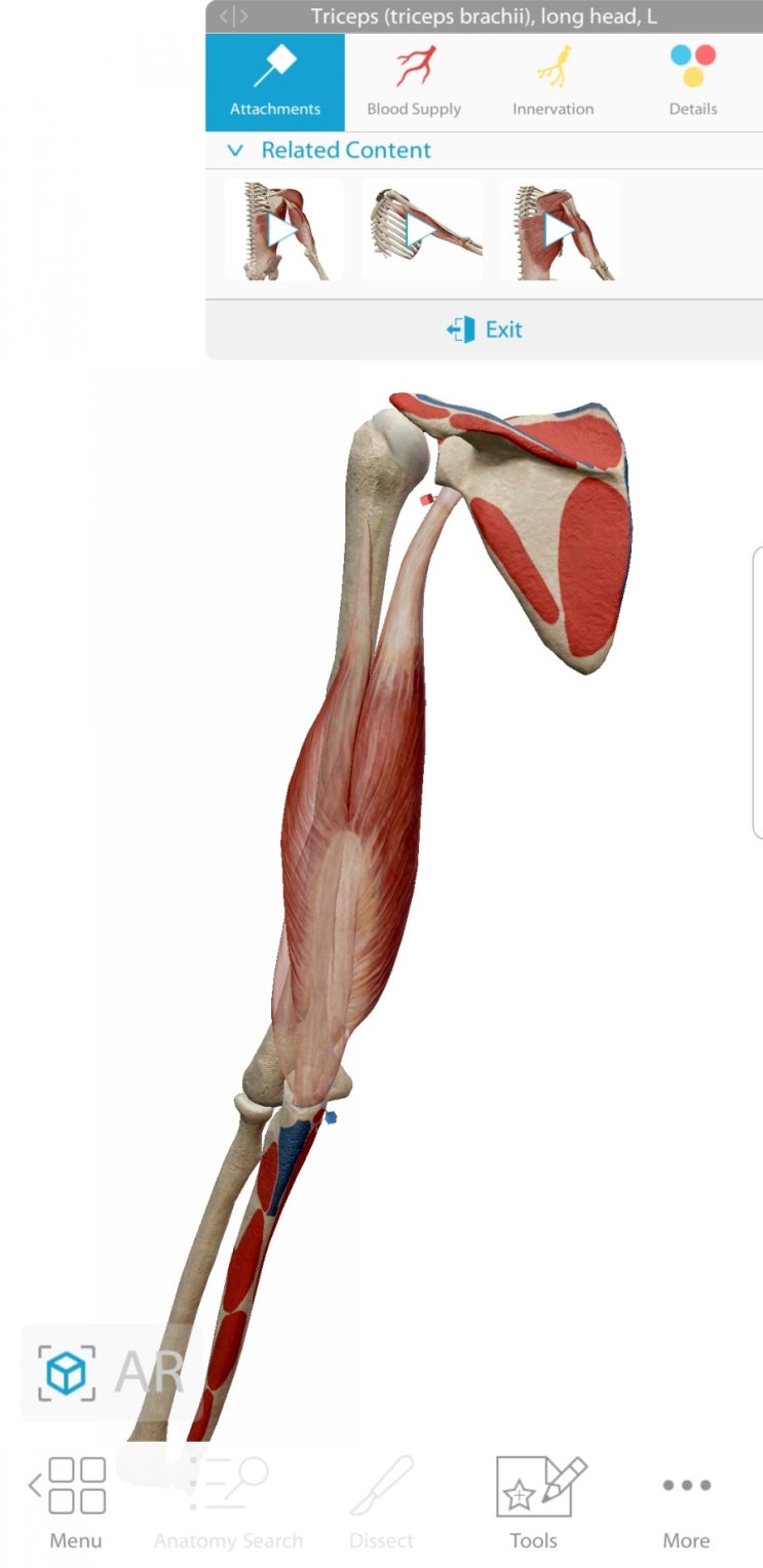 [Triceps brachii]상완삼두근 기시,정지,작용,신경지배 : 네이버 블로그