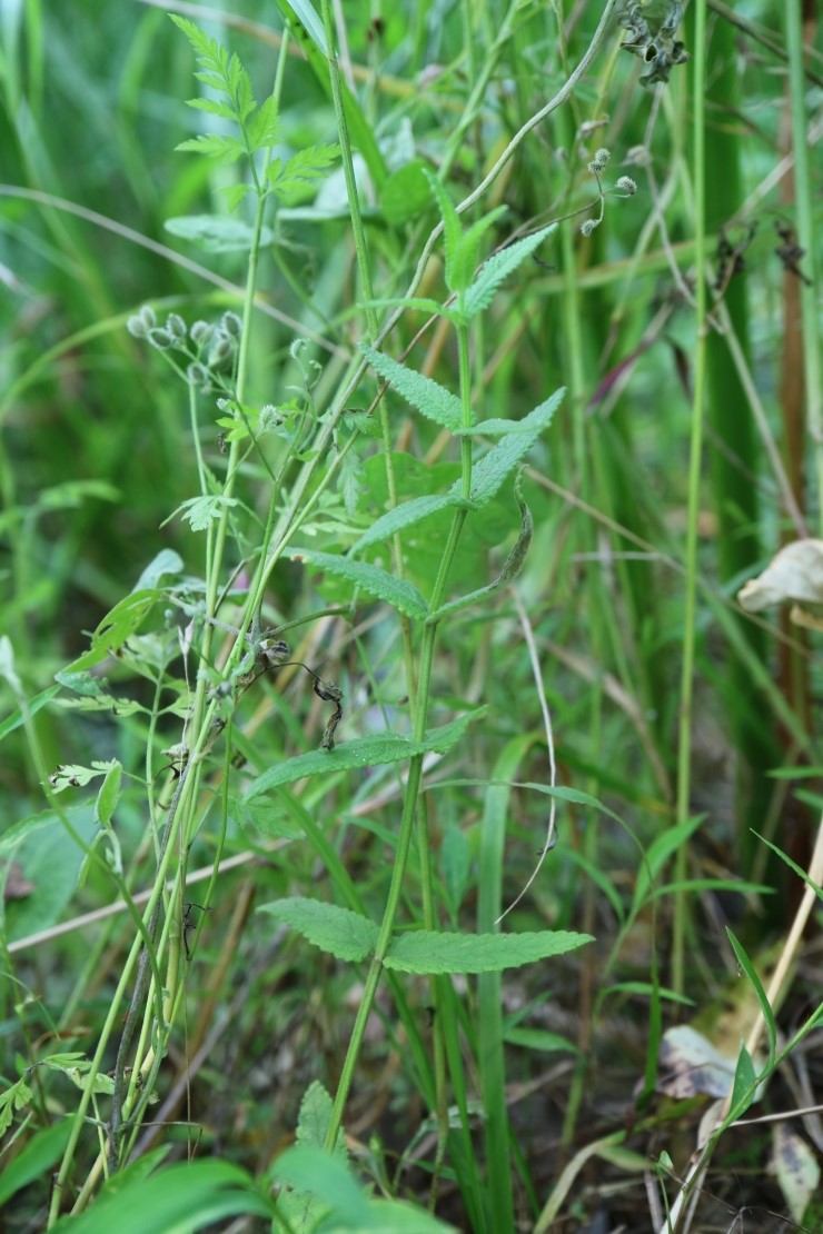 우단석잠풀 : 네이버 블로그