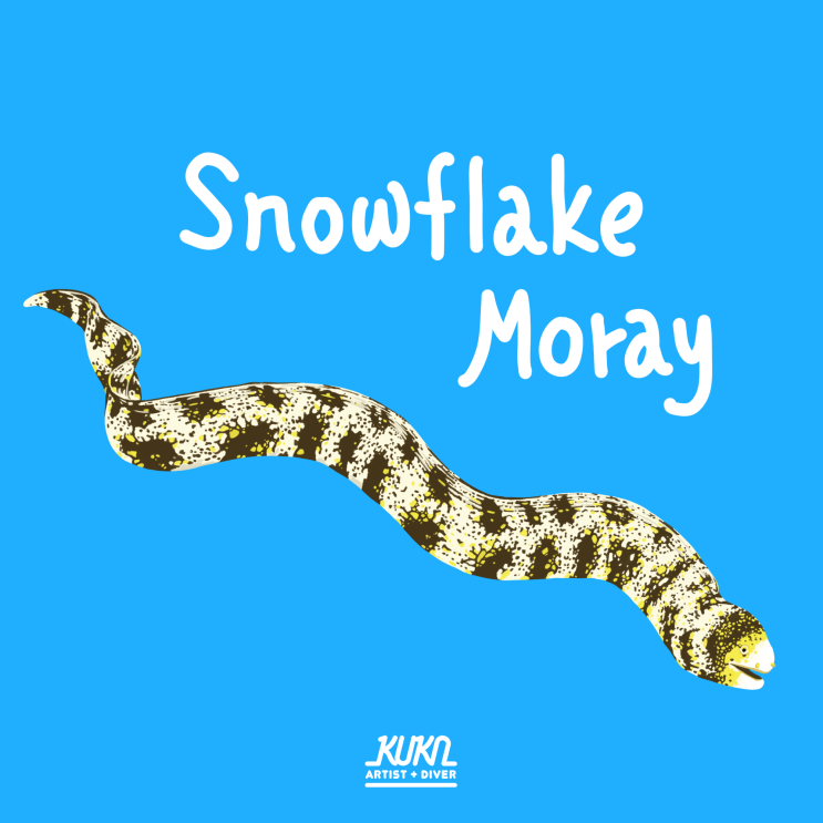 Snowflake Moray : 네이버 블로그