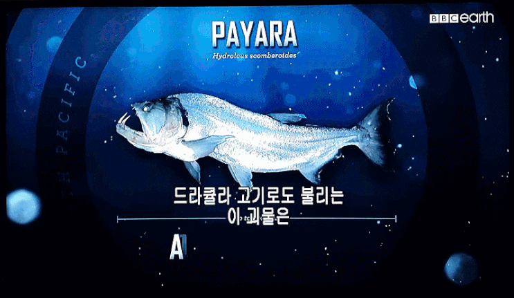 볼리비아 아마존에서 낚은 파야라(PAYARA). : 네이버 블로그
