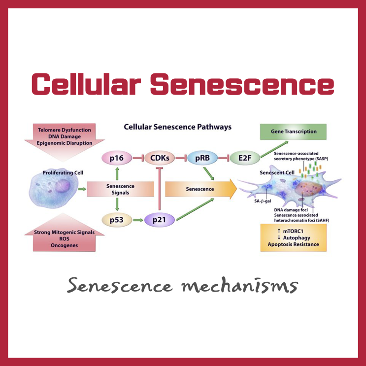 senescence Mechanisms - 3 (RS) : 네이버 블로그