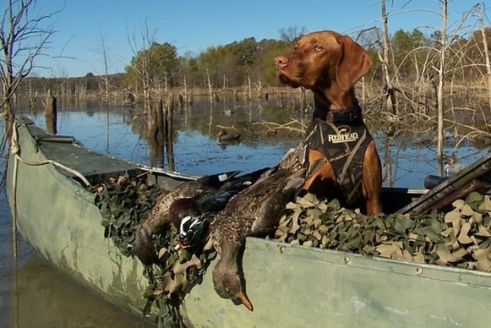 이누 카누 헌팅 도그(Innu Canoe Hunting Dog) : 네이버 블로그