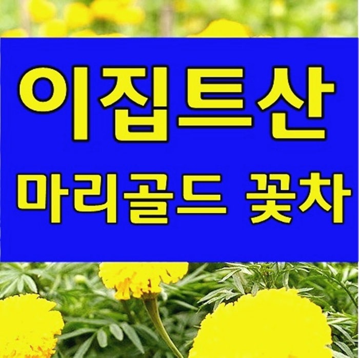 메리골드꽃차 효능 가을에좋은 마리골드 먹는법 파는곳 설명 네이버 블로그