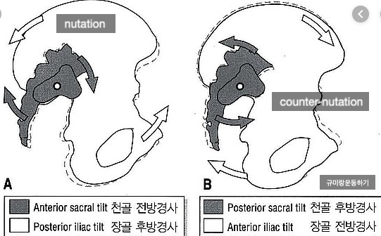 천장관절 기능해부학(nutation, counter-nutation) : 네이버 블로그