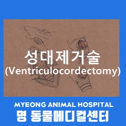 성대제거술(Vocal Cordectomy) : 네이버 블로그