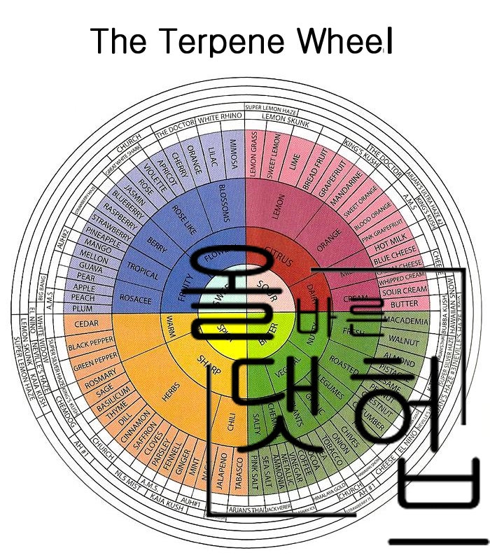 아로마 조향사 - 국제아로마테라피협회 : 네이버 블로그