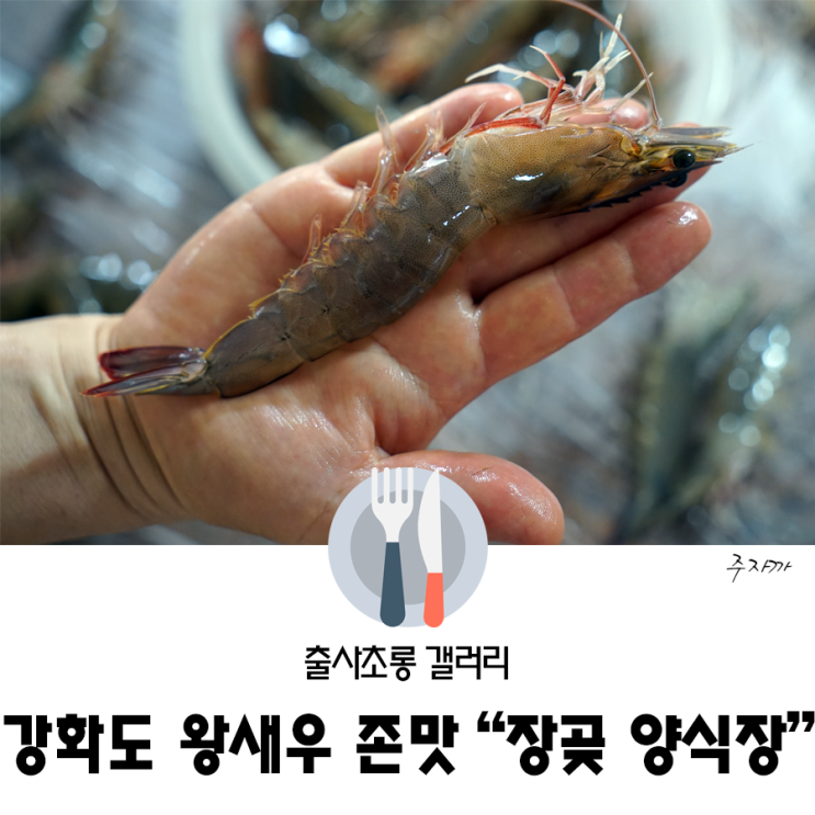 강화도 대하 시작 왕새우 존맛 장곶 양식장 네이버 블로그