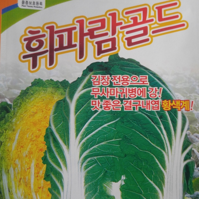 배추모종 김장배추 모종 심는시기와 심는방법 네이버 블로그