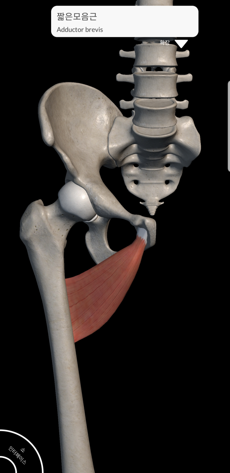 기능해부학 짧은모음근 단내전근 넙다리모음근 엉덩관절모음근 허벅지안쪽근육 Adductor Brevis근육해부학