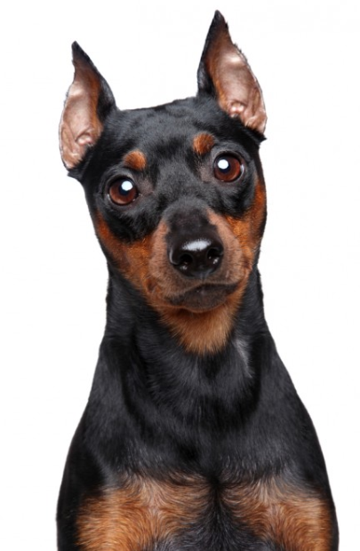 미니어처 핀셔(Miniature Pinscher) 특징&주요 질병 : 네이버 블로그