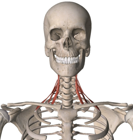 Scalenes 사각근 : 네이버 블로그
