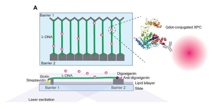 기초과학연구원(IBS) '장애물달리기 선수처럼' DNA 손상 찾는 단백질 이동원리 밝히다 : 네이버 블로그