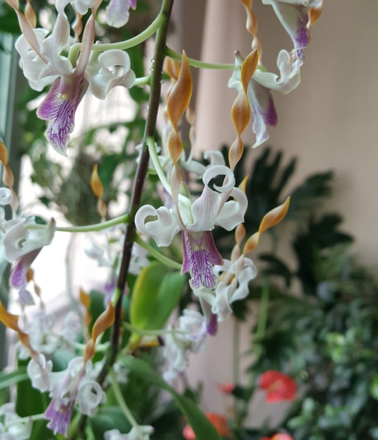 Den.Jairak Helix 덴드로비움 자이락 헤릭스 : 네이버 블로그