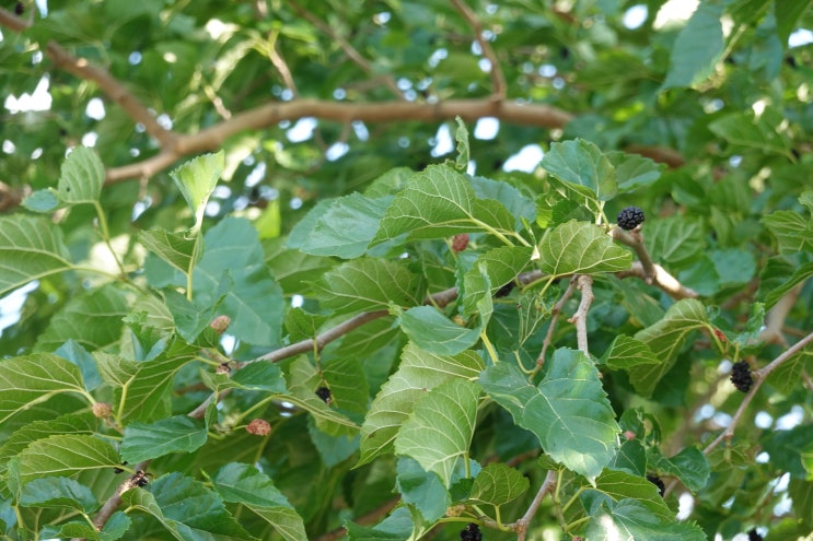 상심자 桑椹子 Mori Fructus : 네이버 블로그