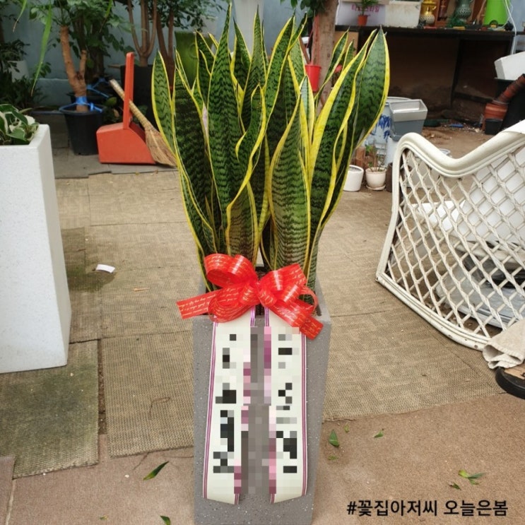 울산화분배달 화정동꽃집 당일전국꽃배달 오늘은봄 산세베리아 개업화분 이전화분 집들이선물 네이버 블로그