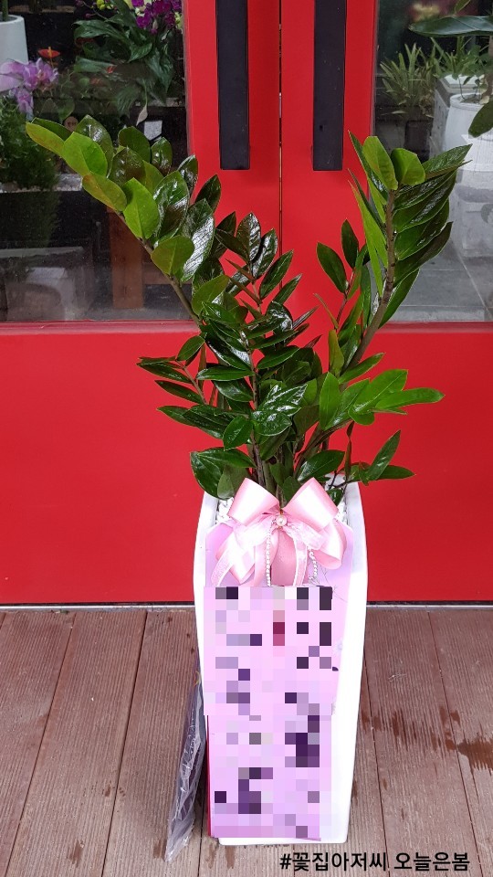 부산화분배달 감만동꽃집 당일전국꽃배달 오늘은봄 금전수 개업화분 입주화분 집들이선물 네이버 블로그