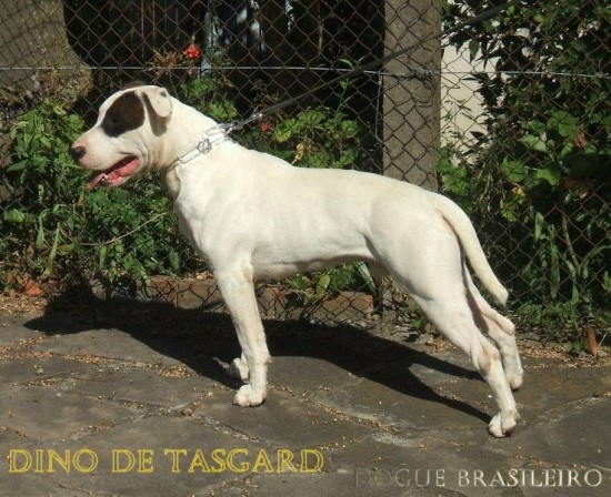 브라질리안 도고(Brazilian Dogo) : 네이버 블로그