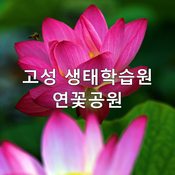 고성 가볼만한 곳 고성생태학습관 연꽃공원 네이버 블로그