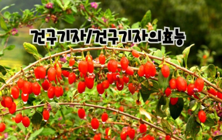 「구기자수확시기」 건구기자 건구기자의 효능 구기자차 끓이는법 알아보기~ 네이버 블로그