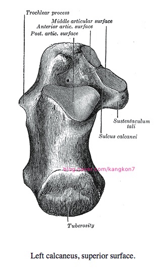 [발 해부학, 족부의학] peroneal tubercle, tarsal canal, sustentaculum tali ...