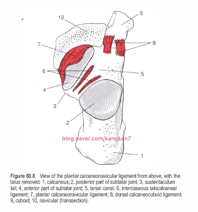 [발 해부학, 족부의학] peroneal tubercle, tarsal canal, sustentaculum tali ...
